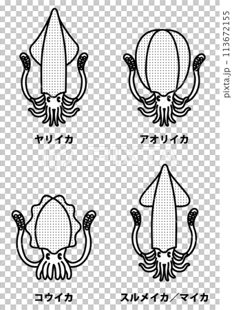 Illustration of different types of squid - Stock Illustration ...