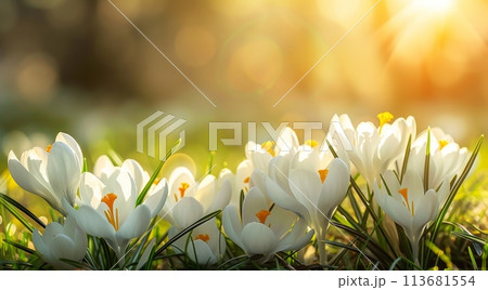 Bright spring sunshine bathes elegant white...のイラスト素材 [113681554] - PIXTA