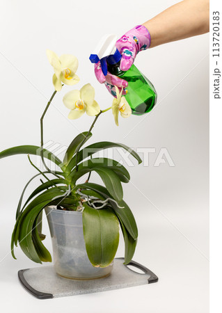 Woman sprays orchids in flower pot. Taking care...の写真素材 [113720183] - PIXTA