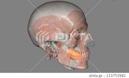 The buccinator compresses the cheeks against...のイラスト素材 [113753982] - PIXTA