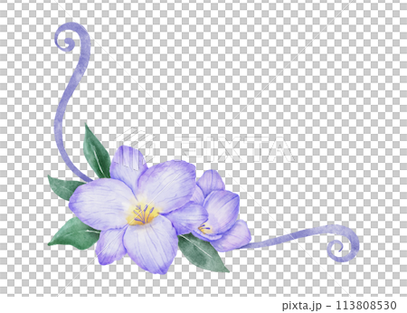 Watercolor corner with violet freesia flower...のイラスト素材 [113808530] - PIXTA
