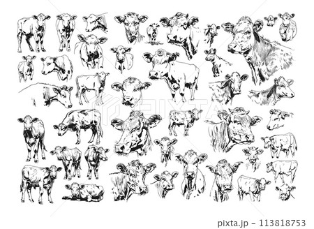 Cow pencil sketch vector collection. Mammal...のイラスト素材 [113818753] - PIXTA