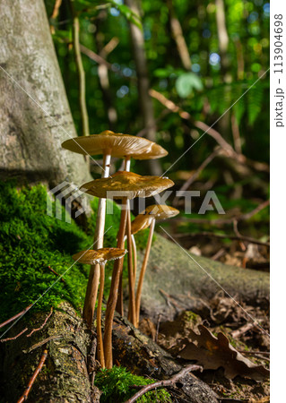 Edible mushroom Hymenopellis radicata or Xerula...の写真素材 [113904698] - PIXTA