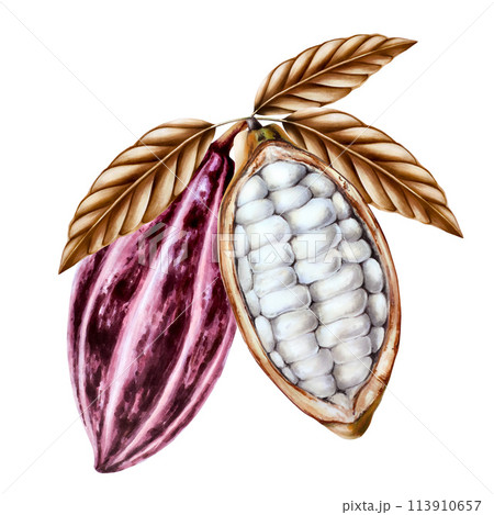 Watercolor composition with open cocoa pod,...のイラスト素材 [113910657] - PIXTA