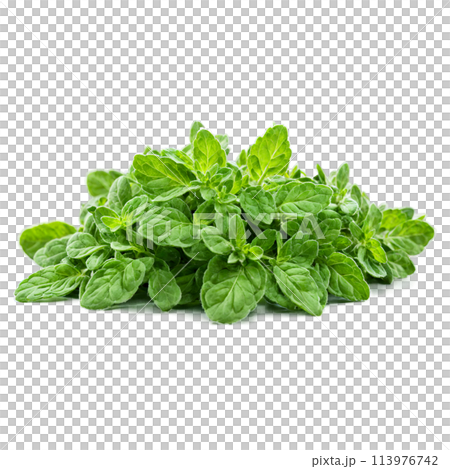 Fresh oregano leaves bright green color oval... - Stock Illustration ...