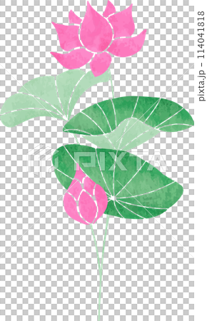Simple lotus illustration 1 - Stock Illustration [114041818] - PIXTA