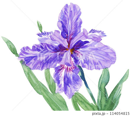 水彩で描いたイチハツ24429pix7のイラスト素材 [114054815] - PIXTA
