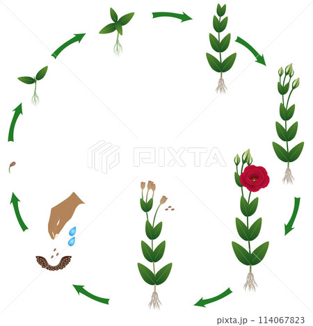 Life Cycle Of A Rose Flower The Life Cycle Of A Plant Fables & The