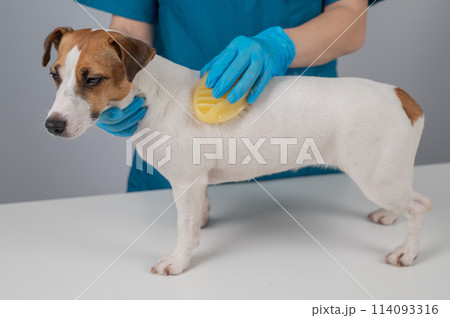 Groomer combs Jack Russell Terrier dog with...の写真素材 [114093316] - PIXTA