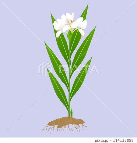 Hedychium coronarium ginger plant with roots on...のイラスト素材 [114135889 ...