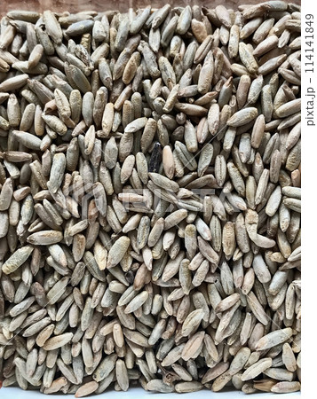 Peeled sunflower seeds full frame background....の写真素材 [114141849] - PIXTA