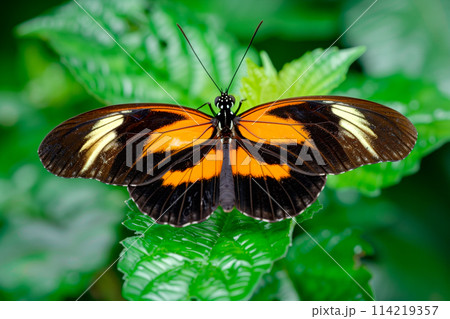 Beautiful Double-banded Red Postman butterfly...のイラスト素材 [114219357] - PIXTA