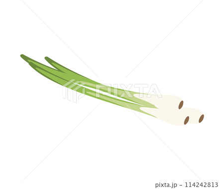 Vector chive illustration isolated in cartoon...のイラスト素材 [114242813] - PIXTA