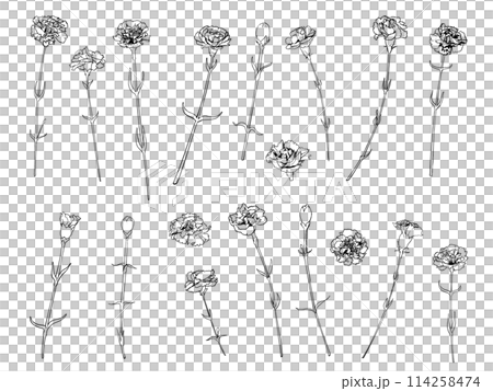 Carnation line drawing set - Stock Illustration [114258474] - PIXTA