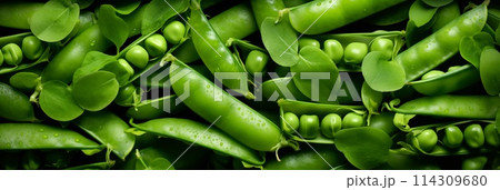 Green peas in pods background, banner, texture....のイラスト素材 [114309680 ...