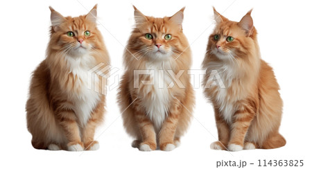 Charming ginger cat from different angles,...のイラスト素材 [114363825] - PIXTA