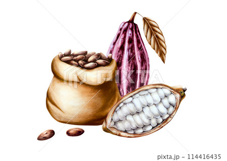 Watercolor composition with open cocoa pod,...のイラスト素材 [114416435] - PIXTA