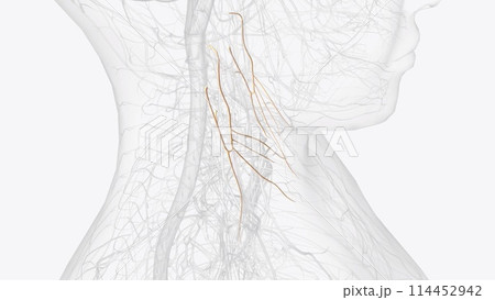 The ansa cervicalis is a loop formed by...のイラスト素材 [114452942] - PIXTA
