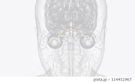 The trochlear nerve is the fourth cranial nerve...のイラスト素材 [114452967 ...