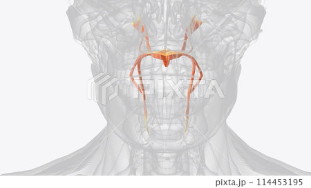 Muscles of soft palate and faucesのイラスト素材 [114453195] - PIXTA