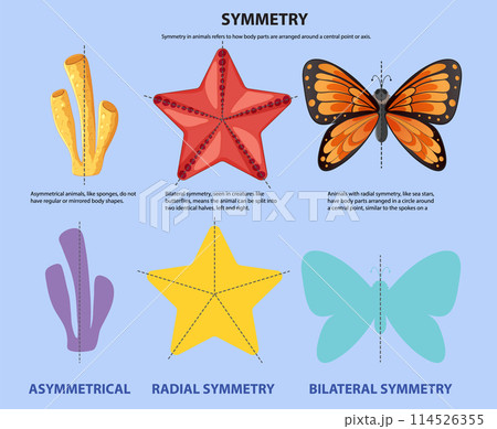 Asymmetrical Symmetry Examples