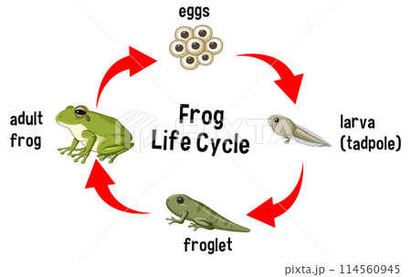 Tadpole Life Cycle Vintage Biology Frog Life Cycle Metamorphosis, Toad