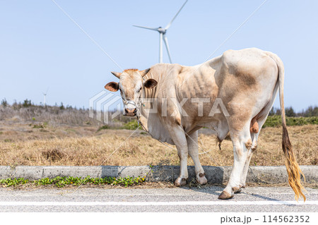台湾澎湖縣ポンフー島の牛 Cow in Taiwan Penghu Islandの写真素材 [114562352] - PIXTA