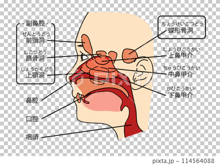 Parts Of The Nose Without Label