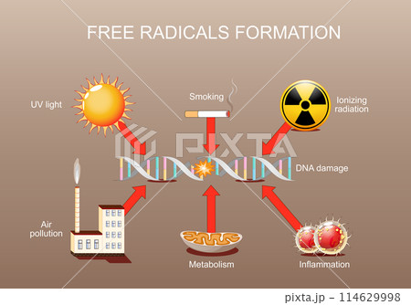 DNA damage. Free radical formationのイラスト素材 [114629998] - PIXTA