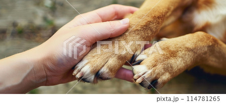 Close up dog paws and human handsのイラスト素材 [114781265] - PIXTA