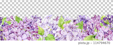 Watercolor illustration of lilac. Horizontal...のイラスト素材 [114794670] - PIXTA