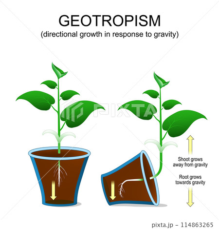 Geotropism. Directional growth of plant in...のイラスト素材 [114863265] - PIXTA