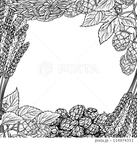 Hops Border Vector 13,511 Plant Hop Stock Vectors And Vector Art