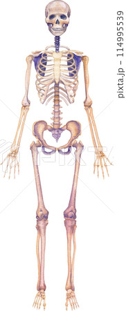 Realistic detailed watercolor human skeletonのイラスト素材 [114995539] - PIXTA