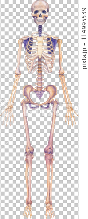 Realistic detailed watercolor human skeletonのイラスト素材 [114995539] - PIXTA