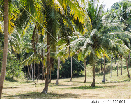 Bright palm trees. Sunny day. Close-up, outdoorの写真素材 [115036014] - PIXTA