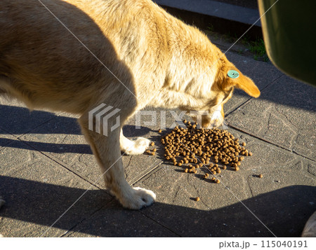 The dog eats food on the asphalt. The homeless...の写真素材 [115040191] - PIXTA