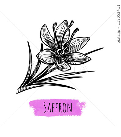 Saffron ink sketch.のイラスト素材 [115052411] - PIXTA