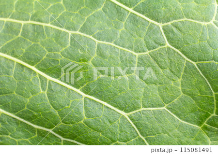 Green leaf surface with natural pattern.の写真素材 [115081491] - PIXTA