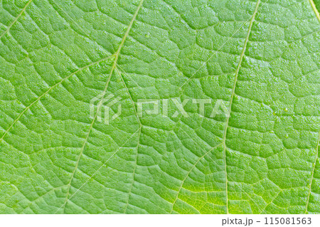 Green leaf surface with natural pattern.の写真素材 [115081563] - PIXTA