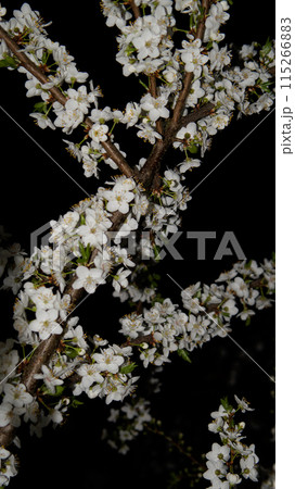 spring flowers blooming on black backgroundの写真素材 [115266883] - PIXTA