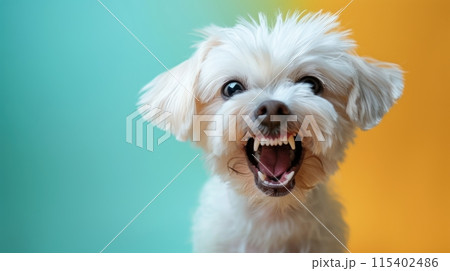 Maltese, angry dog baring its teeth, studio...のイラスト素材 [115402486] - PIXTA
