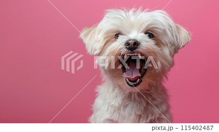 Maltese, angry dog baring its teeth, studio...のイラスト素材 [115402487] - PIXTA