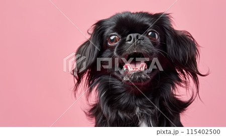 Pekingese, angry dog baring its teeth, studio...のイラスト素材 [115402500] - PIXTA