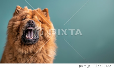 Chow Chow, angry dog baring its teeth, studio...のイラスト素材 [115402582] - PIXTA