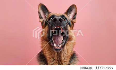 German Shepherd, angry dog baring its teeth,...のイラスト素材 [115402595] - PIXTA