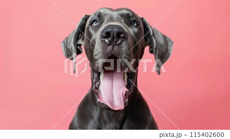 Great Dane, angry dog baring its teeth, studio...のイラスト素材 [115402600 ...