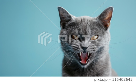 Russian Blue, angry cat baring its teeth,...のイラスト素材 [115402643] - PIXTA