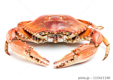 Dungeness Crab isolated on white backgroundのイラスト素材 [115421190] - PIXTA