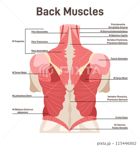 Back muscles system. Didactic scheme of anatomy...のイラスト素材 [115446802 ...